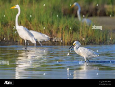 Snowy Egret Egretta Thula Hunting In A Lagoon Next To The Great