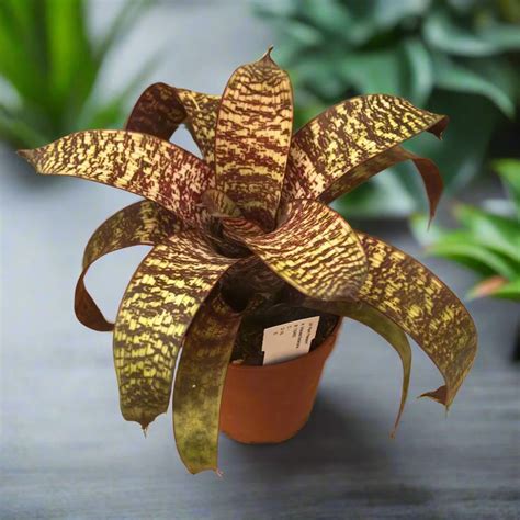Buy Vriesea Red Chestnut Vriesea Fosteriana Online At £949