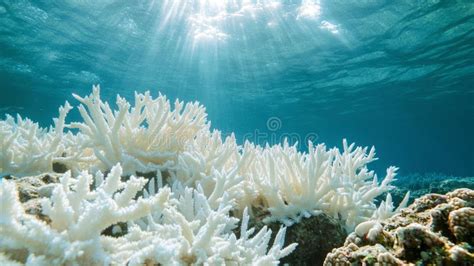 Close Up Of Coral Bleaching Demonstrating Negative Environmental Impact Stock Illustration