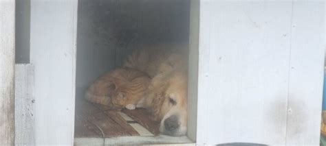 강아지와 고양이 낮잠중 Mlbpark