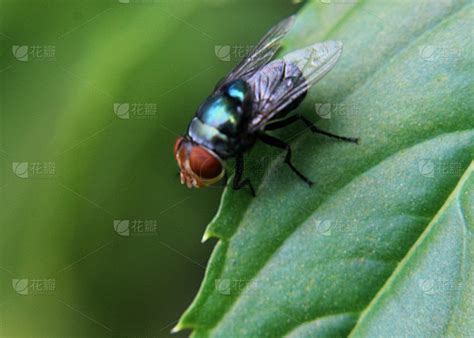 一种小型飞虫，常见的家蝇，在斯里兰卡家庭花园的一片绿叶上看到