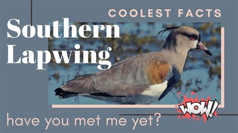 Southern Lapwing Facts Calling Sound 🎶 Resident Throughout South