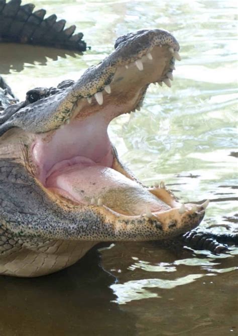 Mosquito Fan Casting For Alligators Mycast Fan Casting Your Favorite Stories