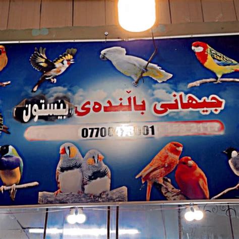 جیهانی باڵندەی بێستون