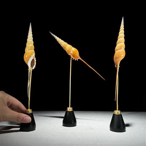 Intricate Set Of 3 Tibia Fusus On Stands Sea Shell Shinbone Tibia