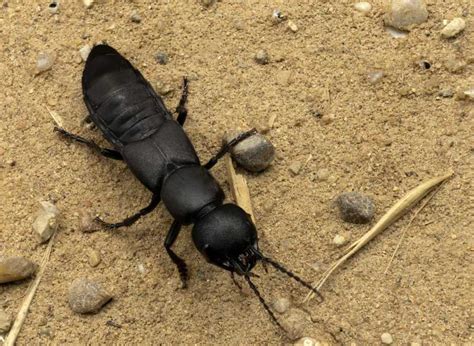 Spiritual Meaning Beetle Spirit Animal Symbolism