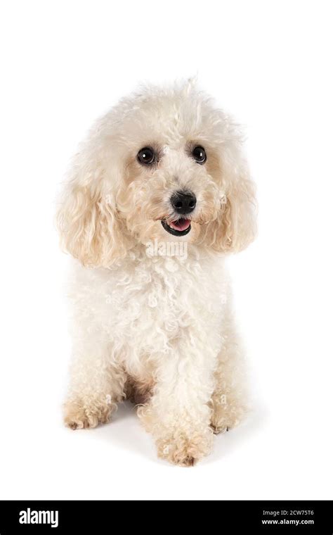 A Small Miniature Toy Poodle With White Curly Fur Against White