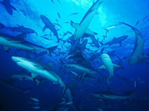 Group Of Sharks Glossy Poster Picture Photo School Teeth Scary Cool