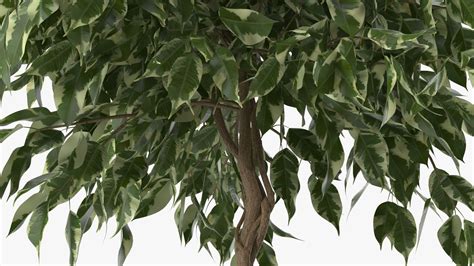 Ficus Benjamina Variegated Weeping Fig 3d Model 28 3ds Blend C4d