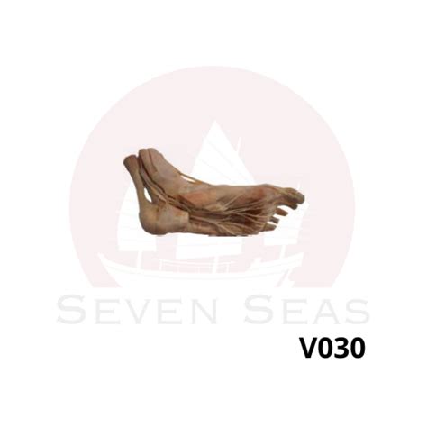 V030 Deep Dissection Of Plantar Artery Seven Seas