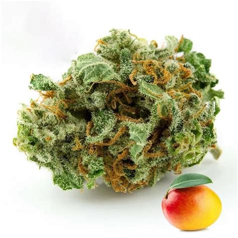 Mango Kush Aaaa Westcoastsupply