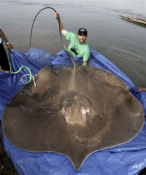 660 Pound Stingray Caught In Cambodia