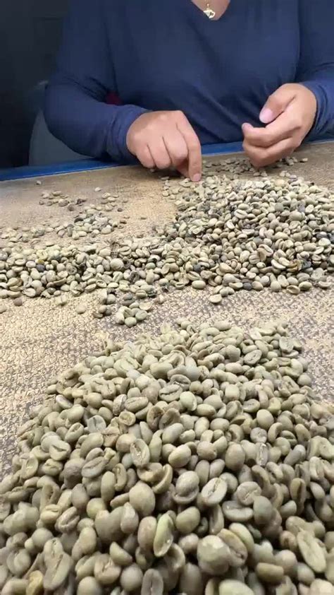 Separating Defects For Ep Grade Coffee In Honduras Actual Speed She Is Fast Album On Imgur
