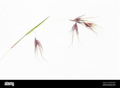 Red Oat Grass Themeda Triandra Masai Mara National Reserve Kenya