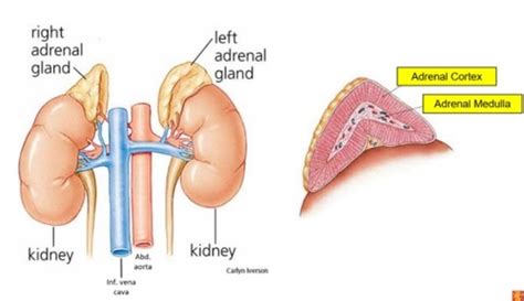 Cep Basic Adrenal Gland Physiology Flashcards Quizlet