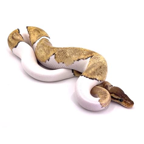 Python Regius Mojave Pied Pastel Het Hypo Python Royal Reptilis