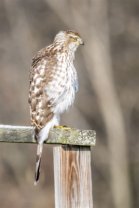 Juvenile Coopers Hawk Project Feederwatch