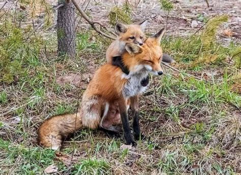 Fox Hug🦊 Reverythingfoxes