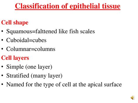 Tissues Group Of Cells That Are Similar In Structure And Function презентация онлайн