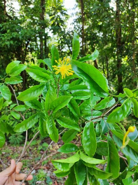 How To Propagate Anthodiscus Chocoensis