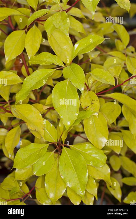 Kampferbaum Kampfer Baum Kampferlorbeer Kampfer Lorbeer Kampfer Campher Cinnamomum