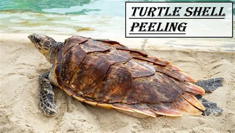 Turtle Shell Tortoise Trouble Naus Makerlab Becoming A Hub Of 3 D