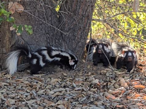 Rare Western Spotted Skunks Released Into Wild After Rehabilitation In