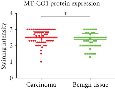 Oxphos Complex Expression In Prostate Carcinomas And Corresponding