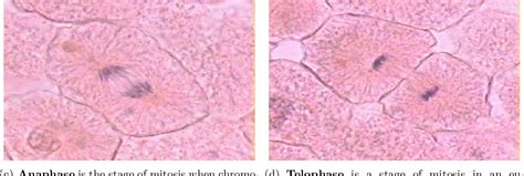 Figure 11 From Automated Mitosis Detection In Color And Multi Spectral High Content Images In