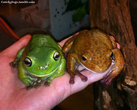 Round Frog Has Been Growing She Has Reached Level Sticky Frogs