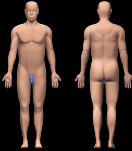 Lesson Reproductive System Lab HA Flashcards Quizlet