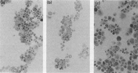 Positive Staining Of Cytocentrifuged Fh05t1 Cells By Y13 259 A