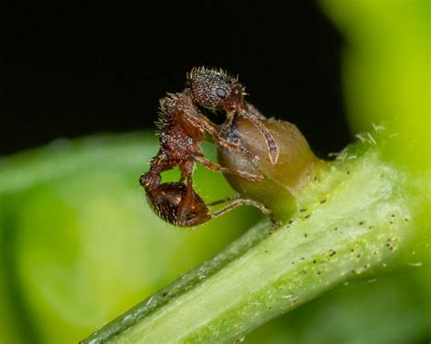 Extrafloral Nectary Focus On Natives