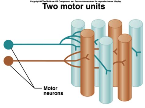 Muscular System Flashcards Quizlet