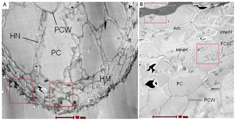 Cross Section Of Beech A Fagus Sylvatica And Ash B Fraxinus Download Scientific Diagram