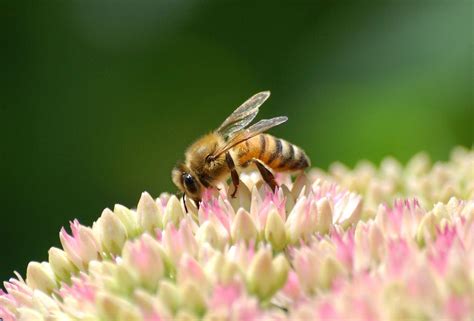 Bee Wallpapers Wallpaper Cave