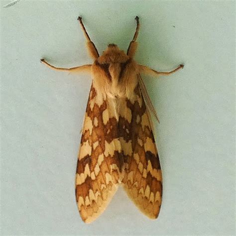 Spotted Tussock Moth Lophocampa Maculata Bugguidenet