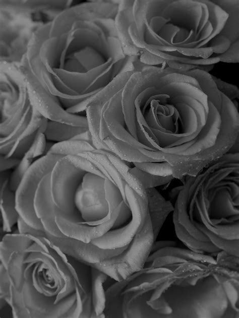 Grey Rose Flower