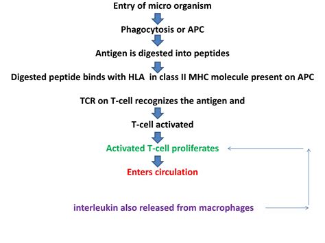Clonal Selection Theory Pptx
