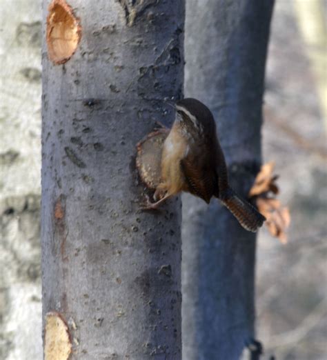 Feeding The Wild Birds At Frb — Flat Rock Brook