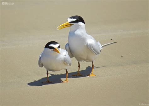 Photos Of Species Sternula Antillarum Birdier
