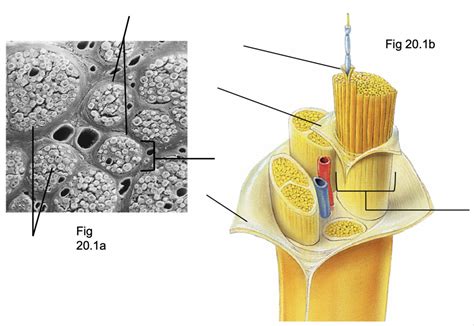 Bio 267 Lab 20 Nerve Histology Diagram Quizlet