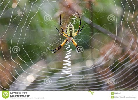 Spider Web Yellow Garden Zipper Spider Stock Image Image Of County Aurantia 98456287
