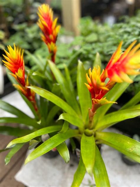 Bromeliad Types Row Of Colorful Many Different Types Bromeliad Plants