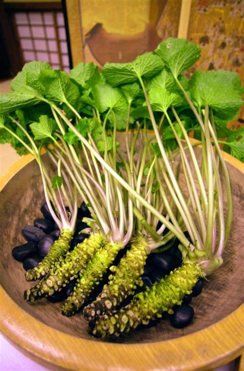 Wasabi — All Things You Need To Know About Japanese Wasabi Living