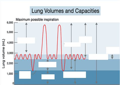 Lung Volumes And Capacities Diagram Quizlet