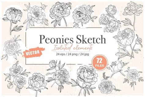 Peonies Sketch Vector Illustrations