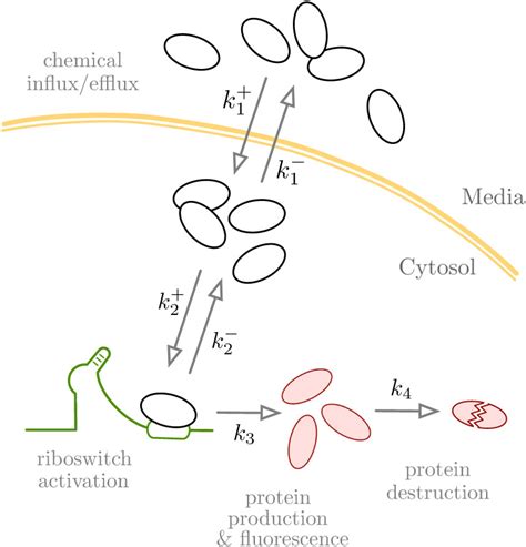 Modeling A Synthetic Aptamer Based Riboswitch Biosensor Sensitive To