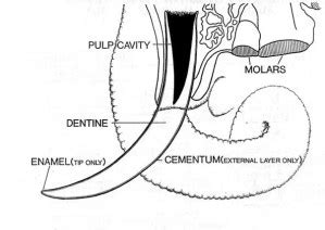 What Are Elephant Tusks Made Of Structure And Composition