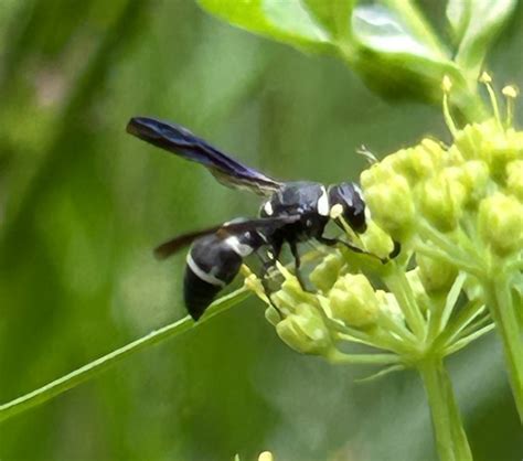 Euodynerus Megaera From Russ Pitman Park Bellaire Tx Us On April 16